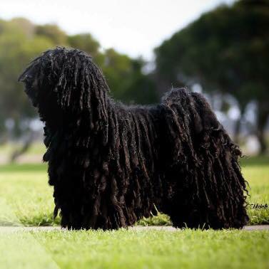 Our Pulis – rustufarion